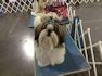 Valston's Shih Tzu